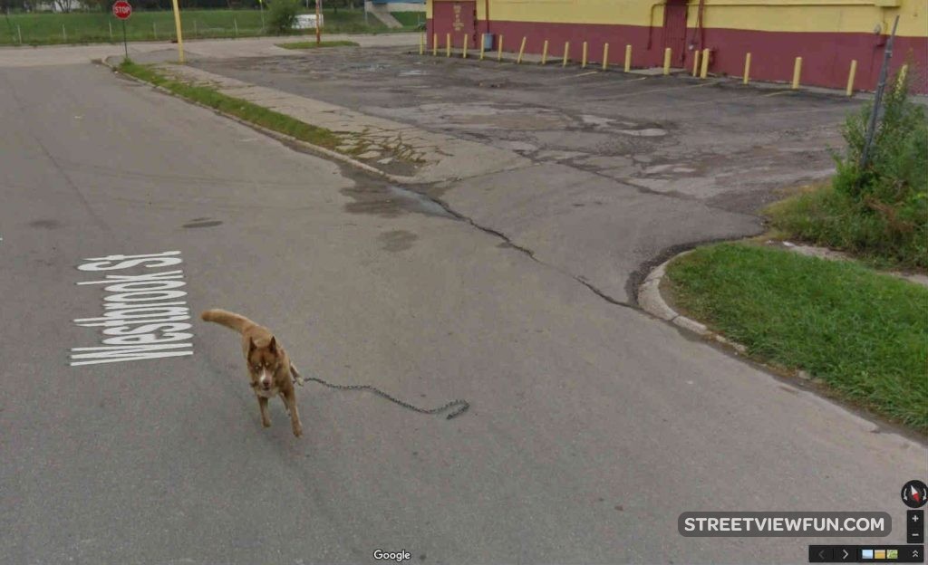 Where is my dog? - STREETVIEWFUN