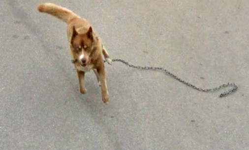 Angry dogs chasing away Google - StreetViewFun