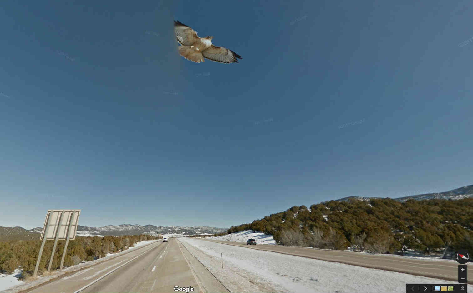 Hawk Flying Across Freeway - STREETVIEWFUN