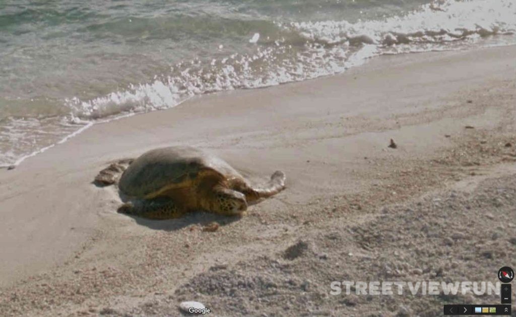 Sea turtle - STREETVIEWFUN