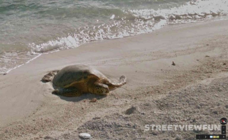 Sea turtle - STREETVIEWFUN