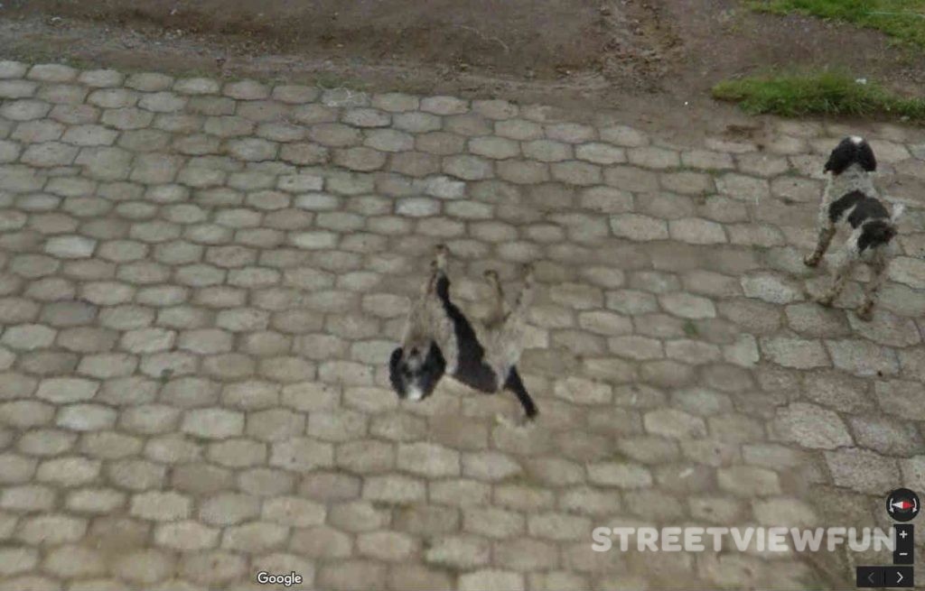 Upside down dog - STREETVIEWFUN