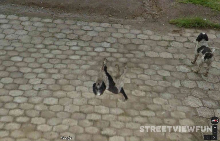 Upside down dog - STREETVIEWFUN