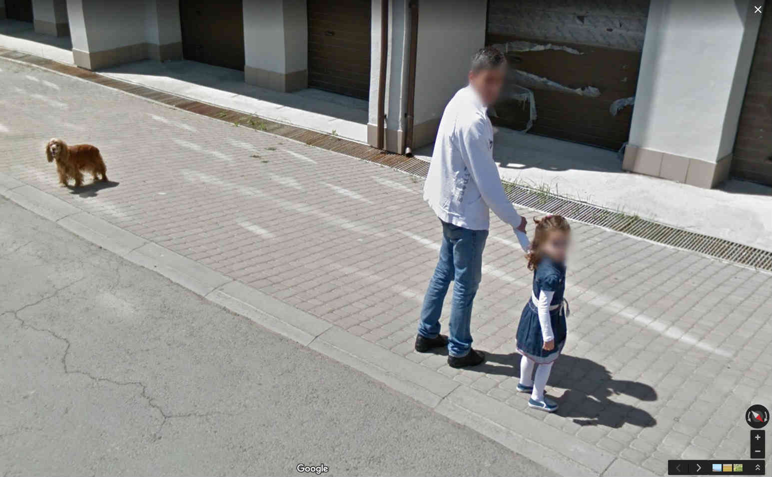 Everybody looks at Google, including the dog - STREETVIEWFUN