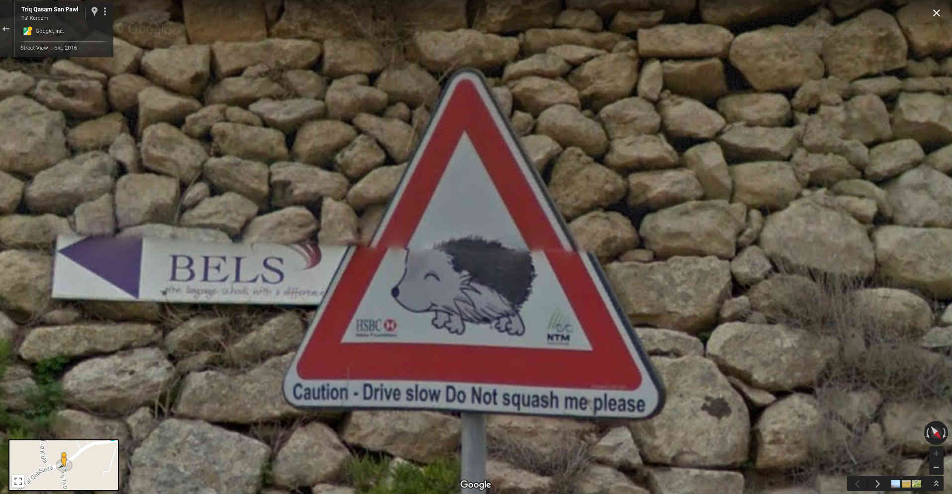 Hedgehog friends - STREETVIEWFUN