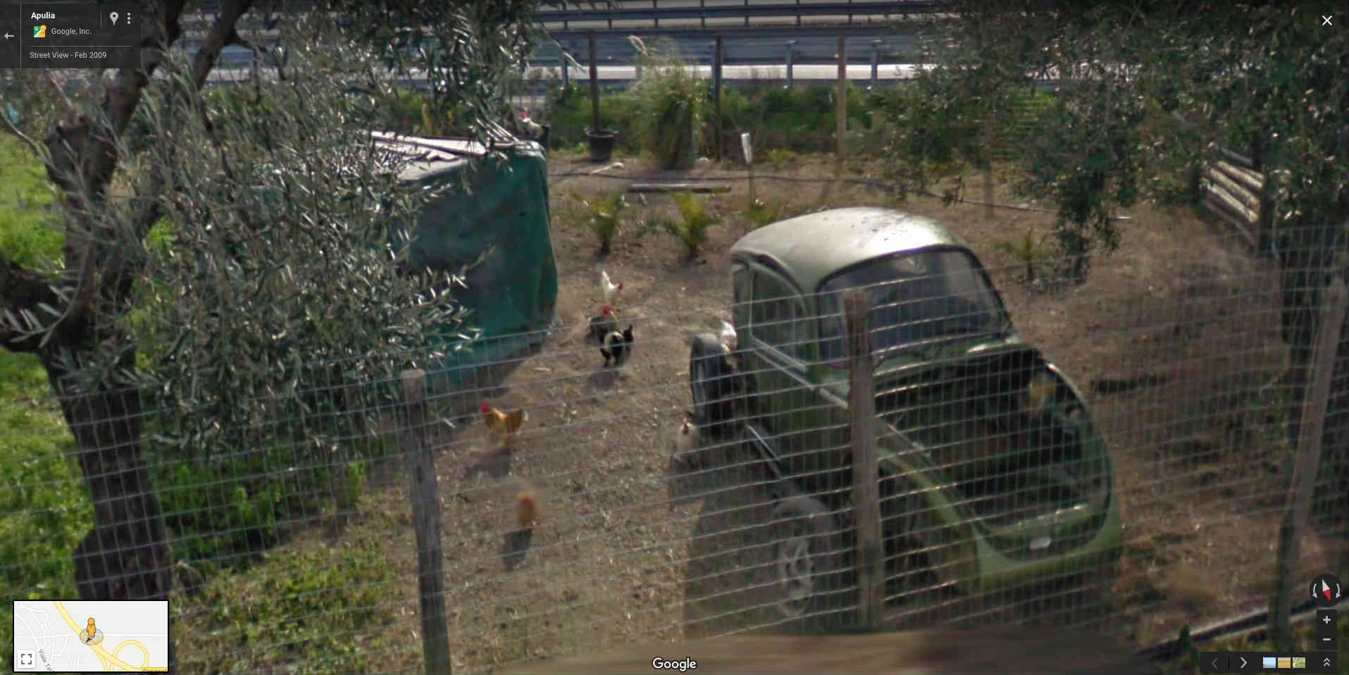 Chickens and a bug - STREETVIEWFUN