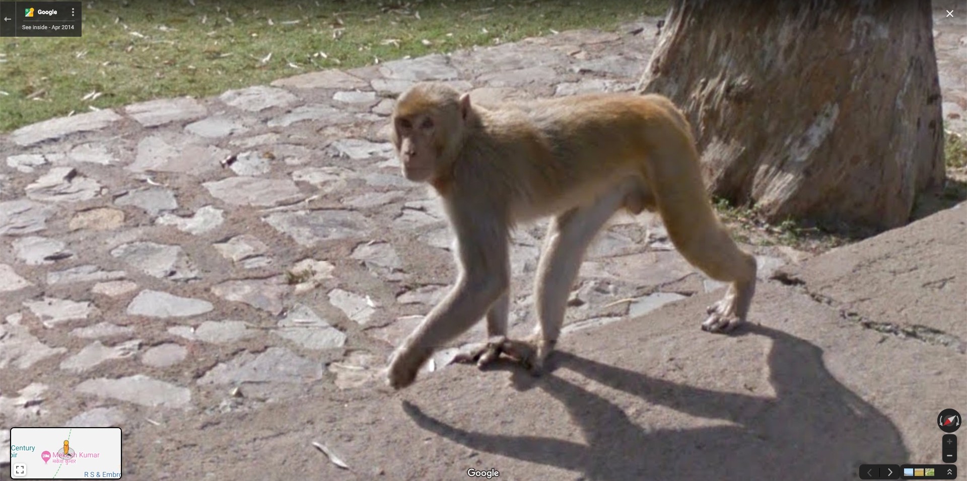 Monkeys - STREETVIEWFUN