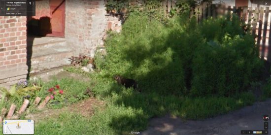 Black cat crossed the road – STREETVIEWFUN