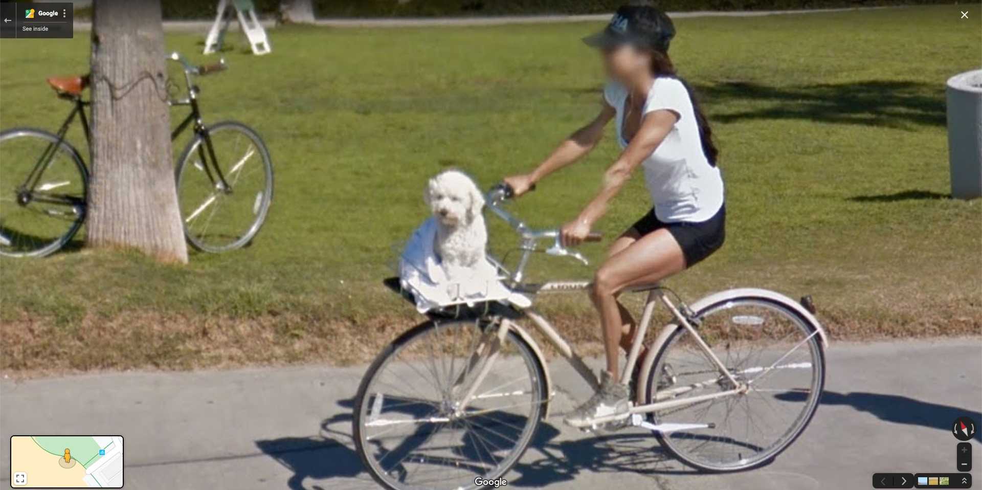 Poodle rider - STREETVIEWFUN