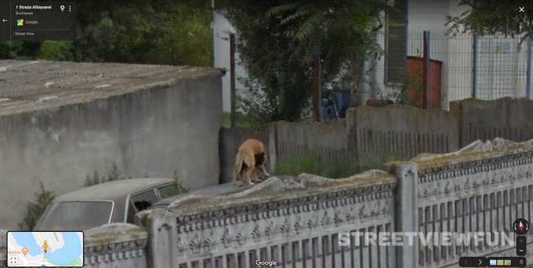 Bad Bad Dogs - STREETVIEWFUN