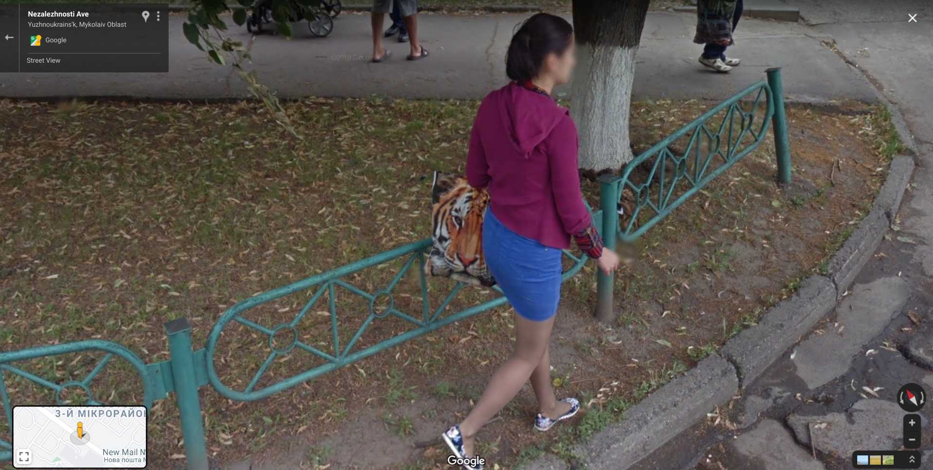 Tiger looks at Google camera - STREETVIEWFUN