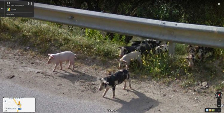 Pig walk – StreetViewFun