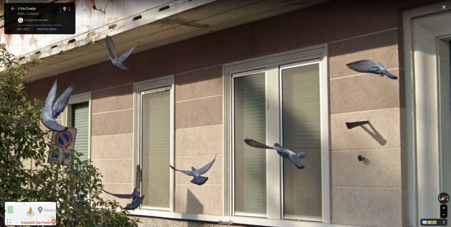 Italian flying birds - STREETVIEWFUN
