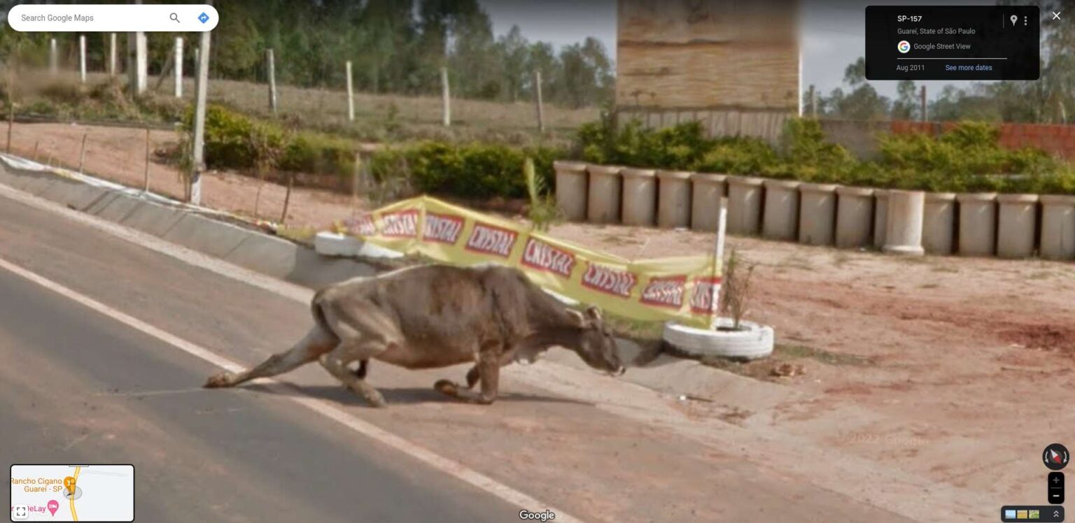 Cow gets scared by Google car and almost gets run over - STREETVIEWFUN