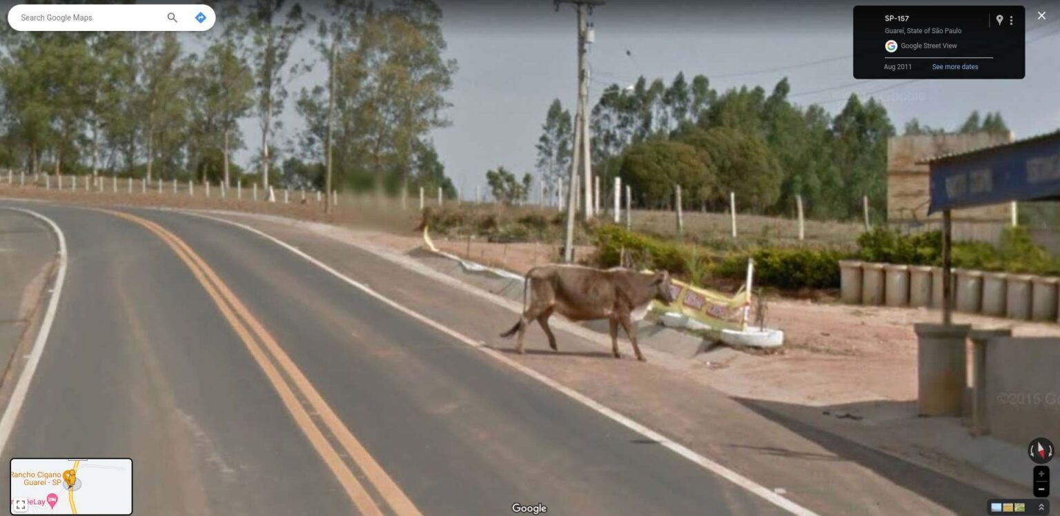 Cow gets scared by Google car and almost gets run over - STREETVIEWFUN