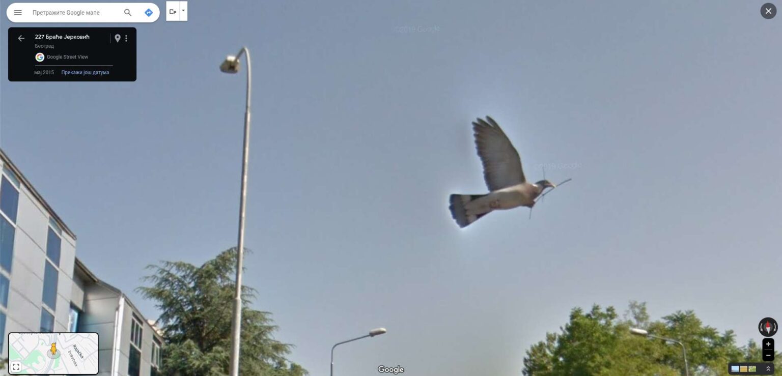Bird with stick - STREETVIEWFUN