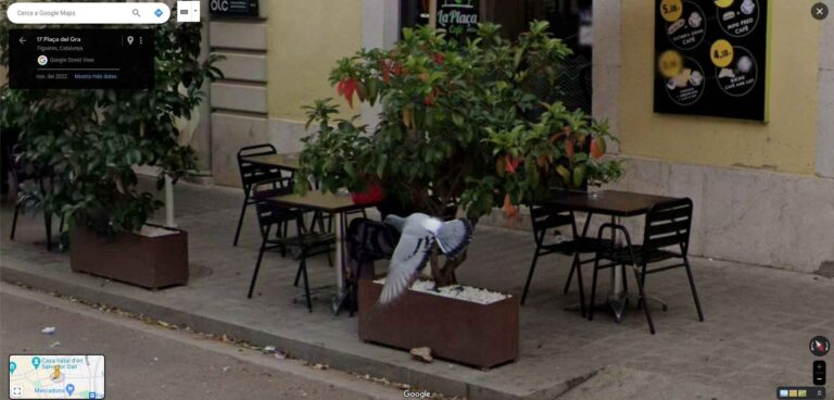 Bird Watching part 2 ;) - STREETVIEWFUN
