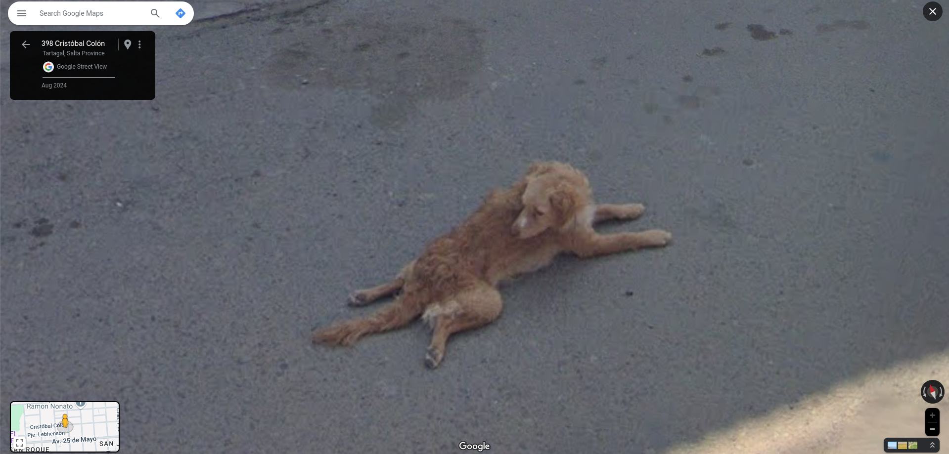 Dog - STREETVIEWFUN