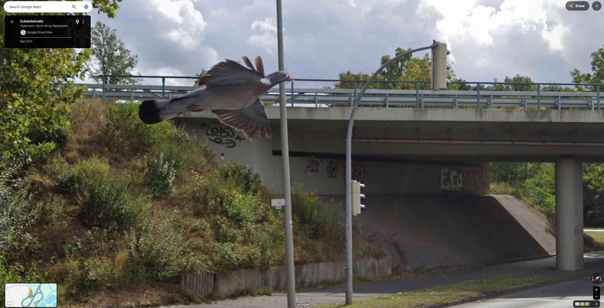 Perfect record of a pigeon flying - STREETVIEWFUN