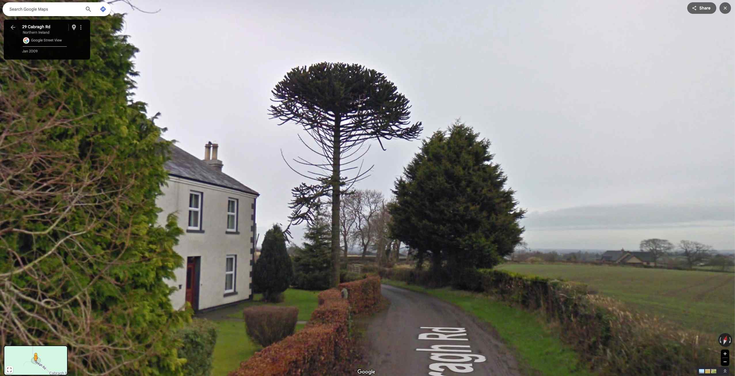 Araucaria tree in Northern Ireland? - STREETVIEWFUN