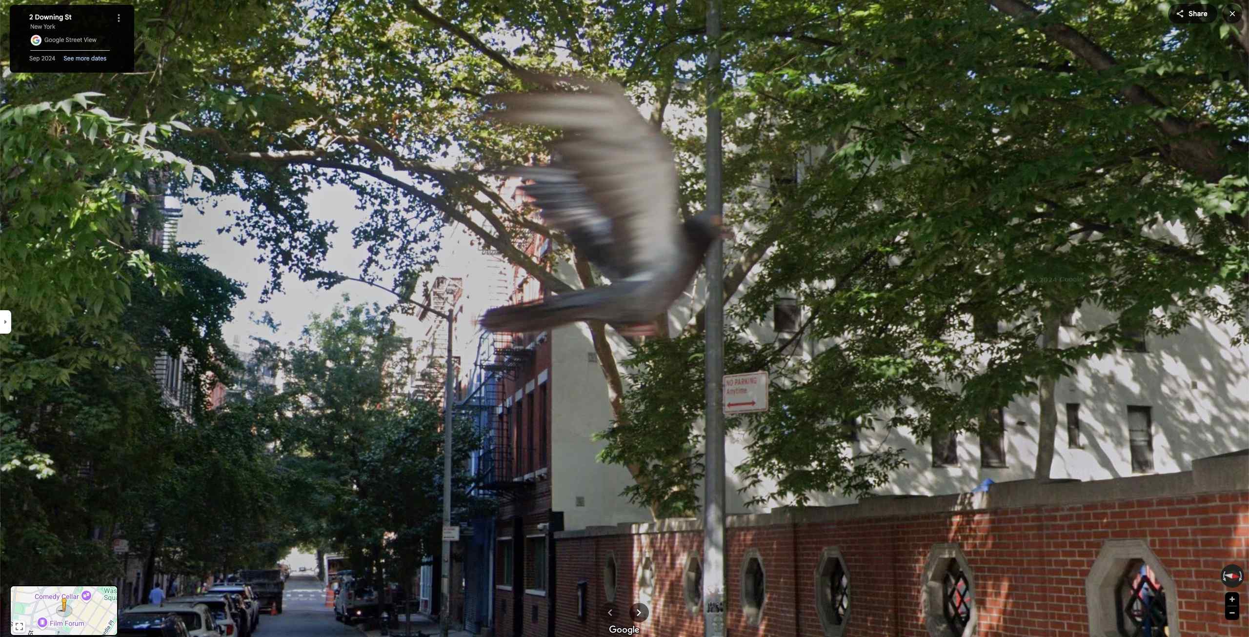 Pigeon in flight in NYC - STREETVIEWFUN