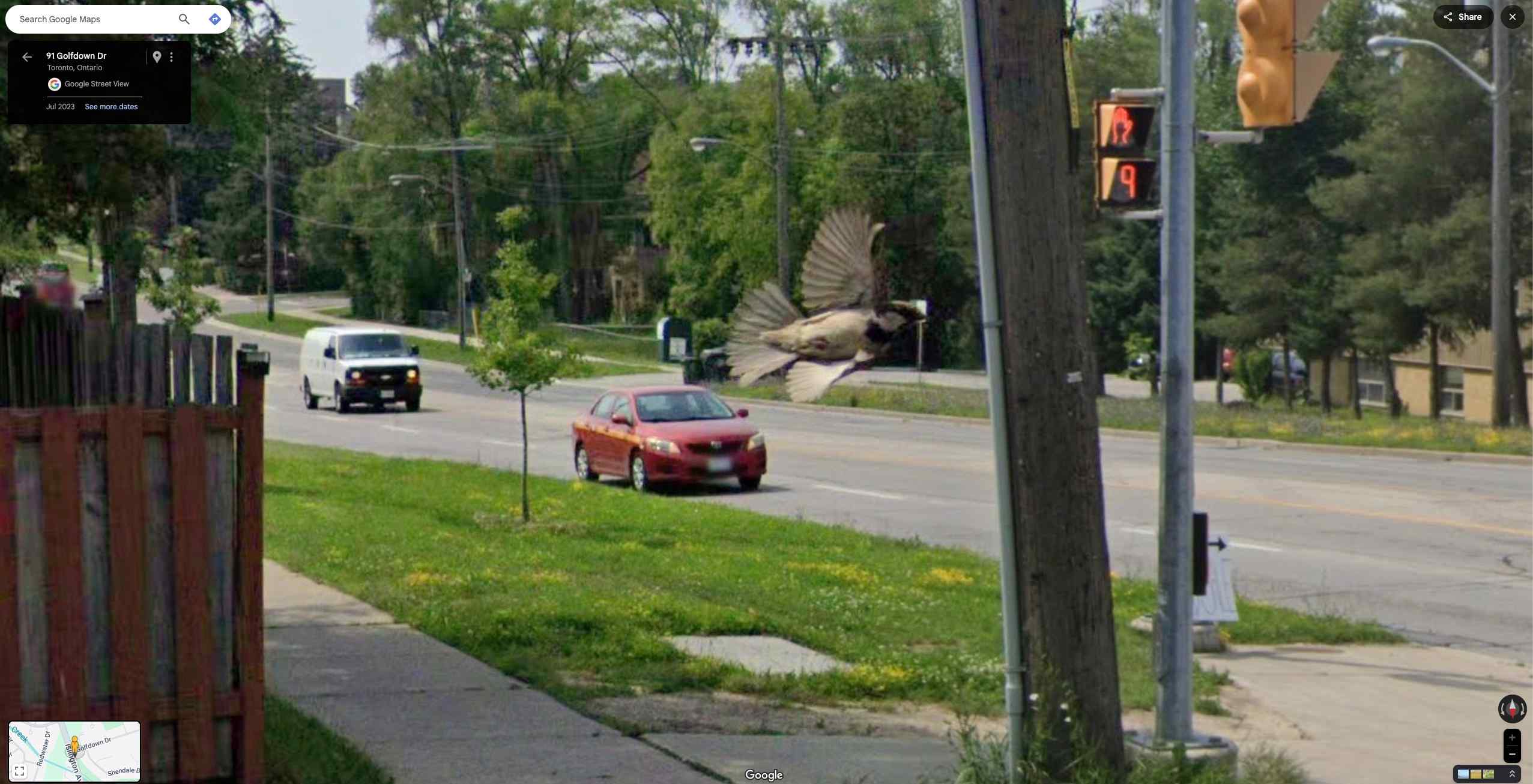 Pigeon in flight in Toronto, Ontario - STREETVIEWFUN