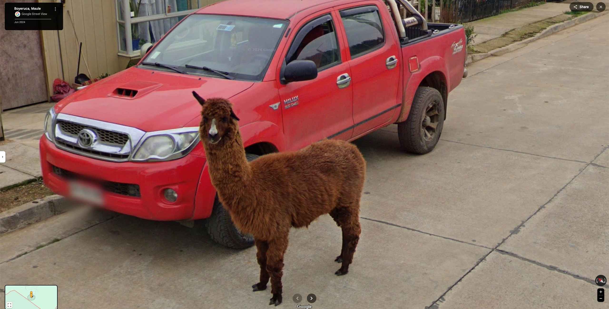 A llama looking at Google Maps car - STREETVIEWFUN