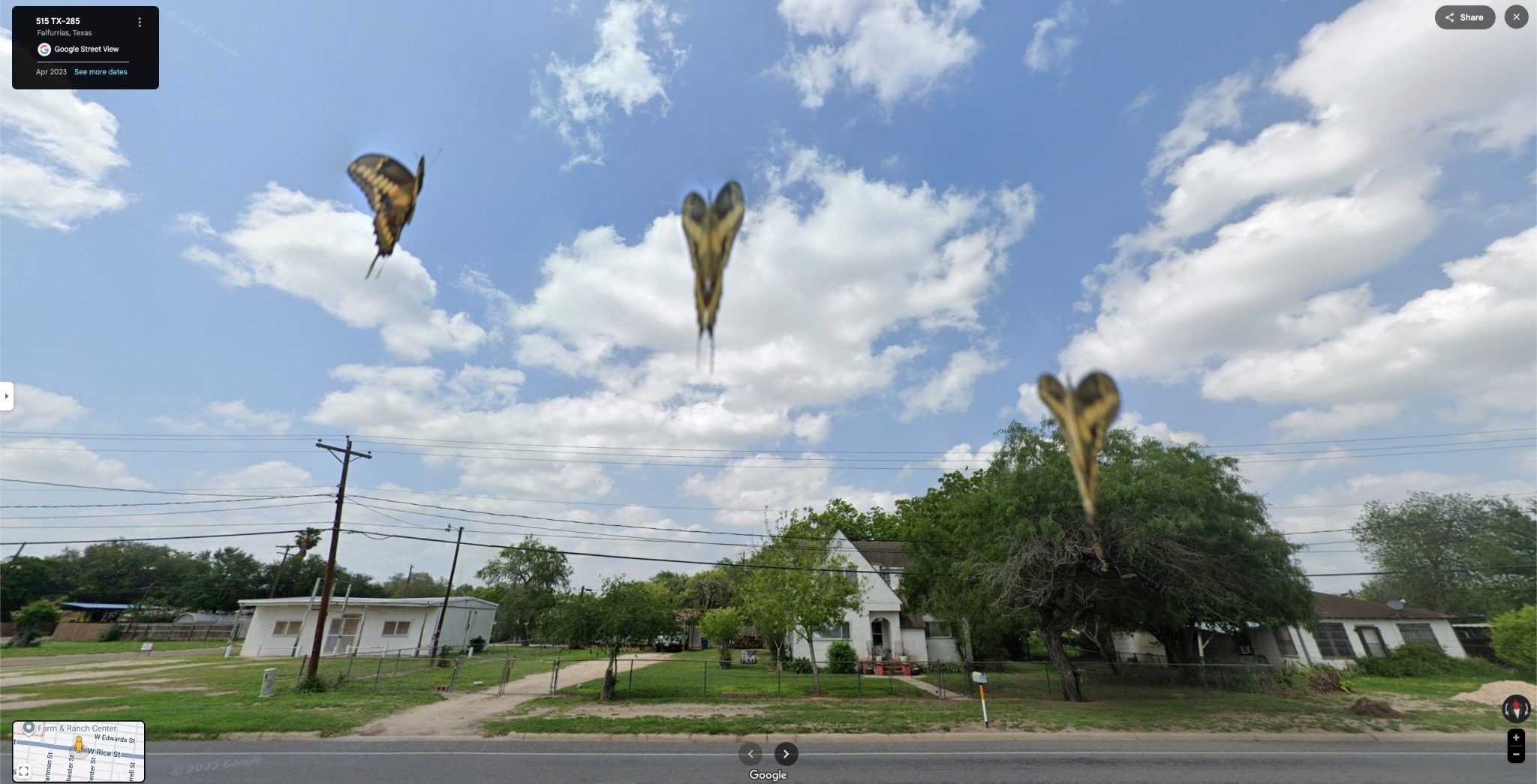 Three butterflies parade for Google - STREETVIEWFUN