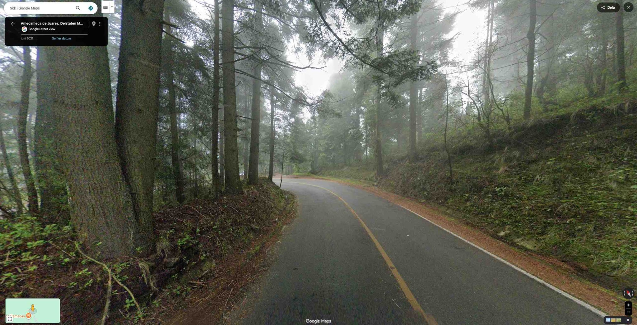 Fog in the forest in Mexico - STREETVIEWFUN