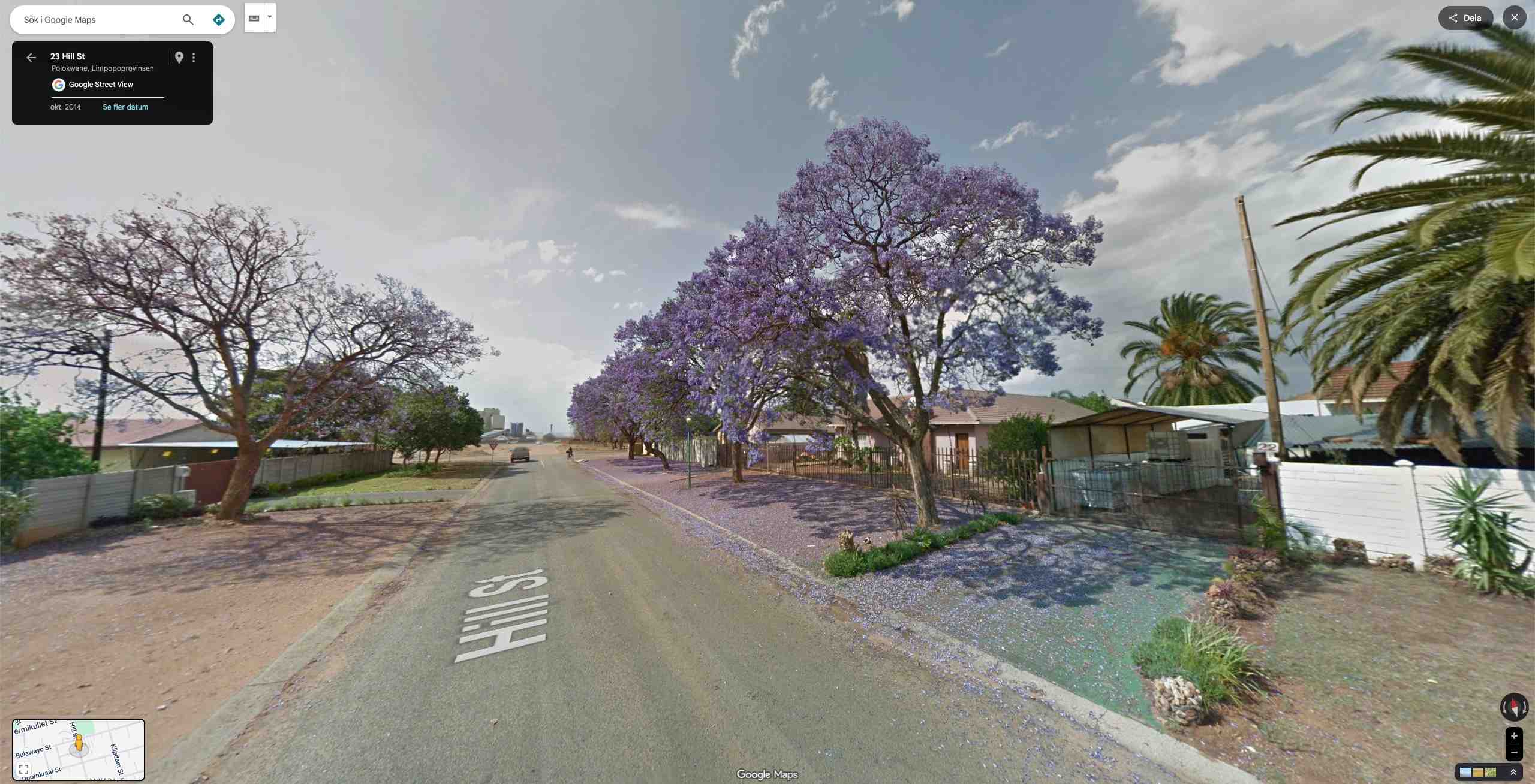 Street of trees with purple flowers - STREETVIEWFUN